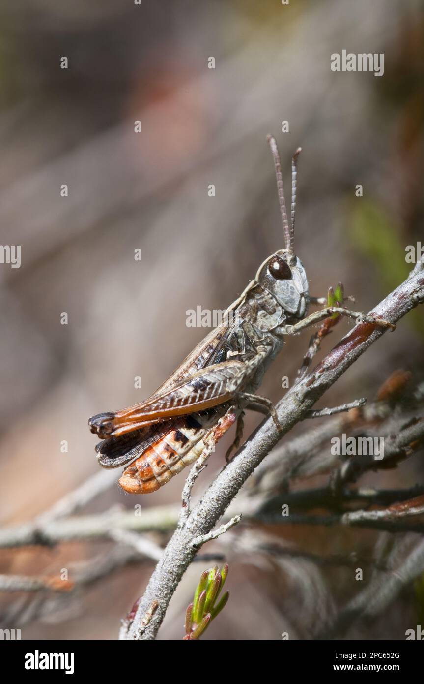 Woodland grasshopper (Omocestus rufipes), Variegated Grasshopper, Other ...
