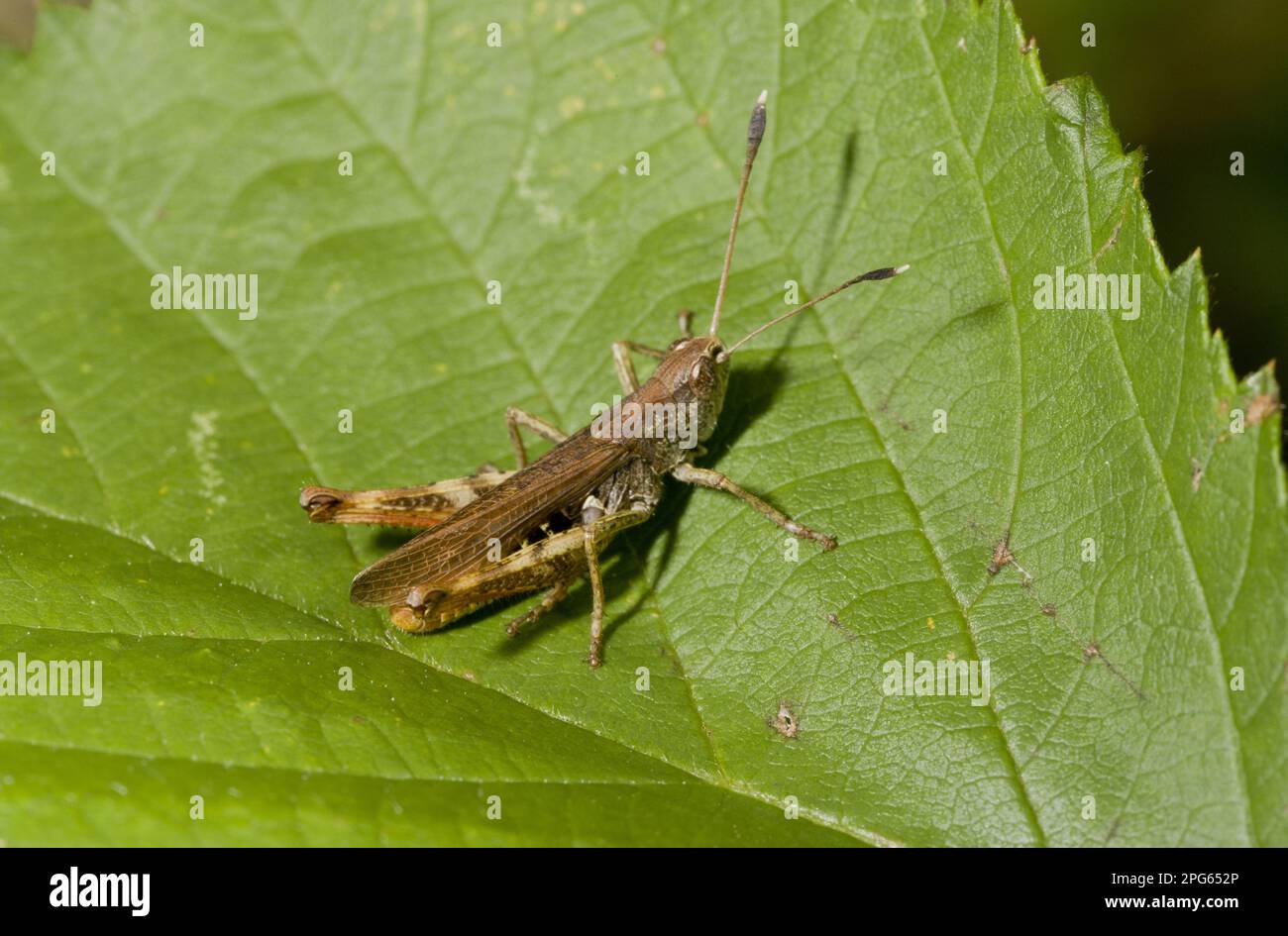 Red clubworm, rufous grasshoppers (Gomphocerippus rufus) Other animals ...