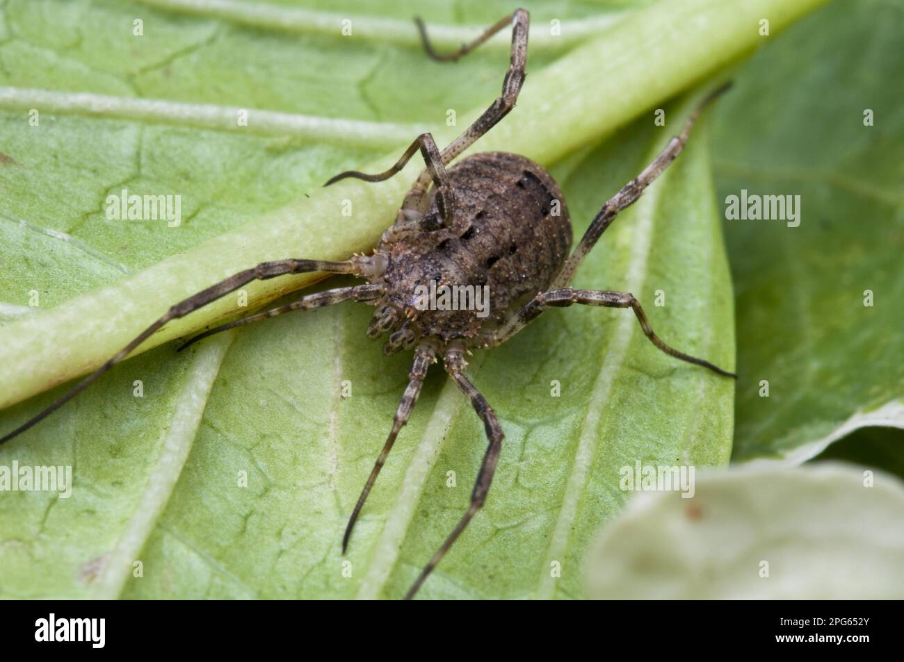 Large Saddleback, Other animals, Animals, harvestman (Opiliones ...