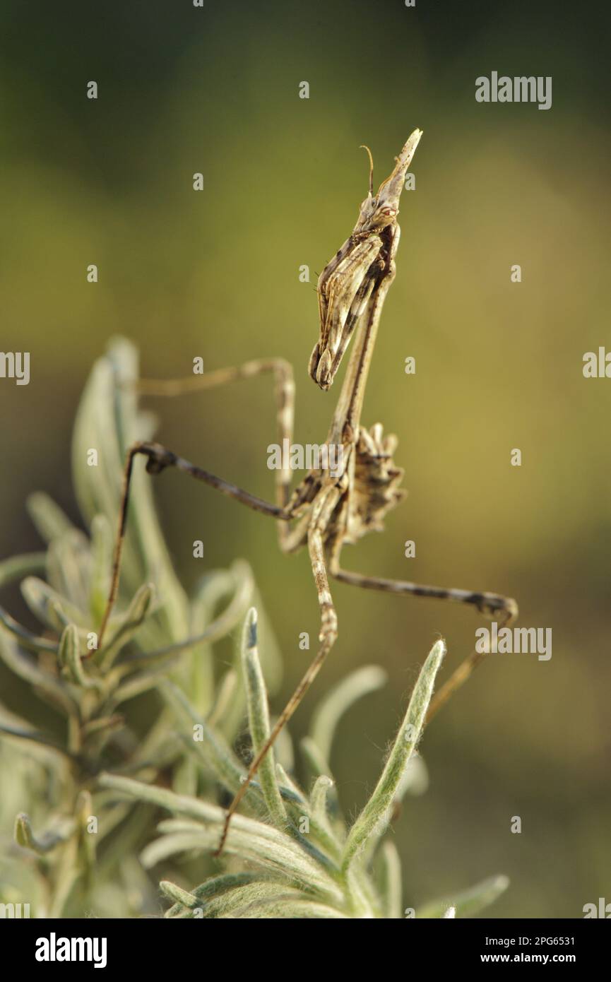 Conehead mantis hi-res stock photography and images - Alamy