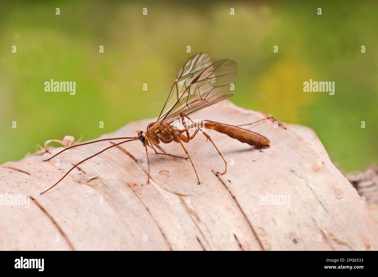 Sickle wasp, Sickle wasp, Sickle wasp, Sickle wasp, Other animals ...