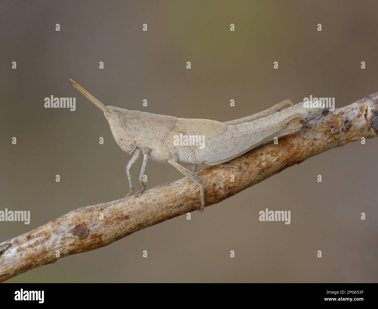 Grasshopper, Other animals, Insects, Animals, Field grasshoppers ...