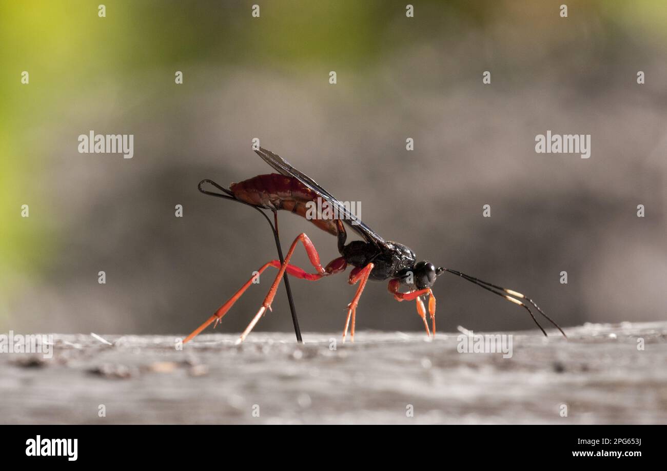 Giant ichneumon flies hi-res stock photography and images - Alamy