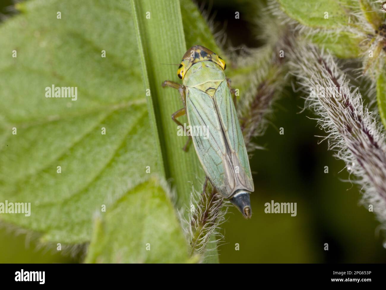 Tettigella viridis, Cicadella viridis, Green leafhopper, Green ...