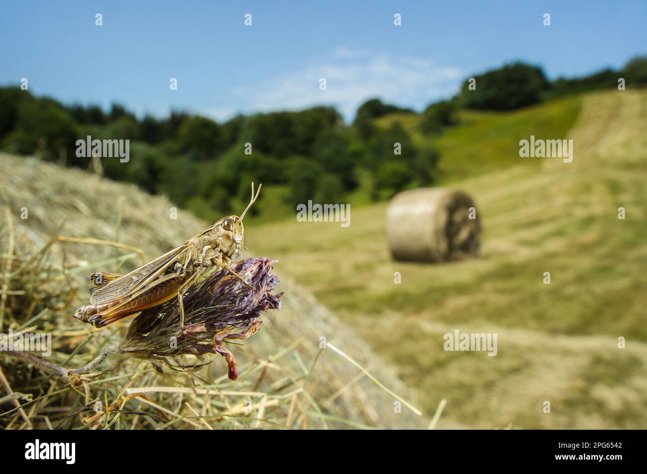 Straw insects hi-res stock photography and images - Alamy
