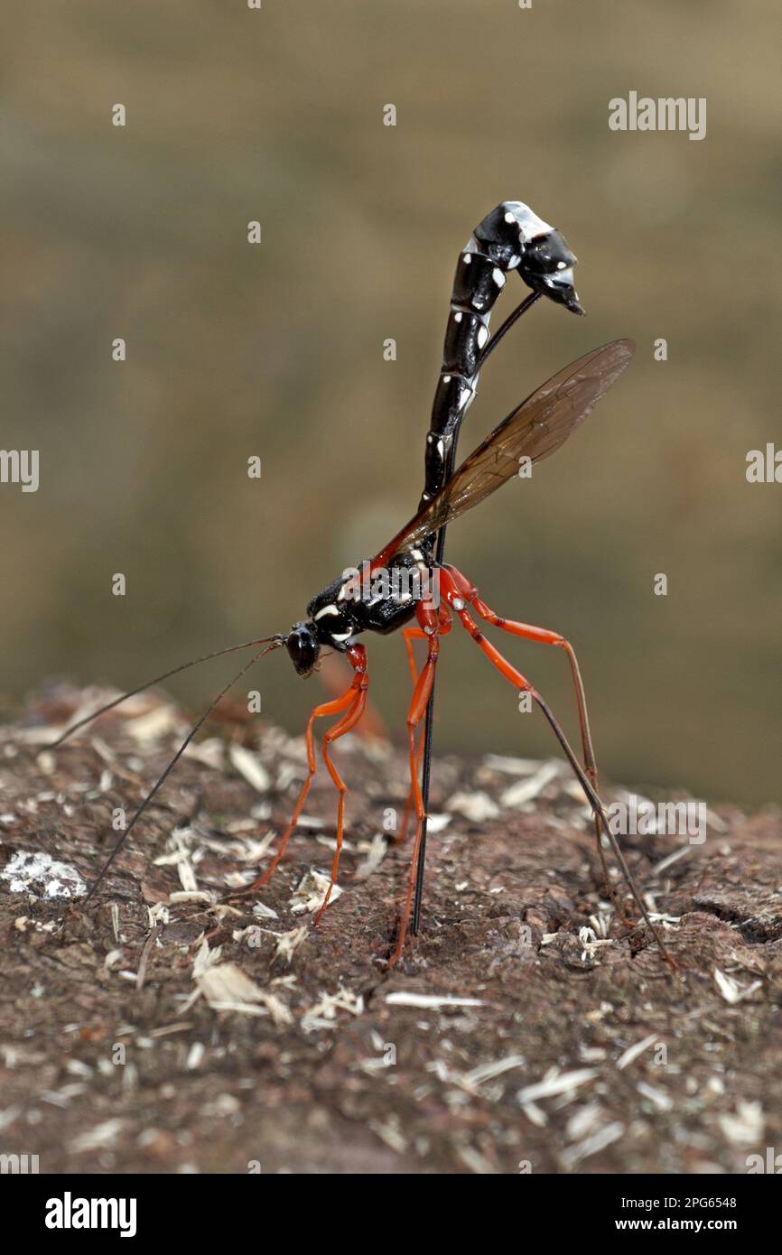Ichneumon flies hi-res stock photography and images - Alamy