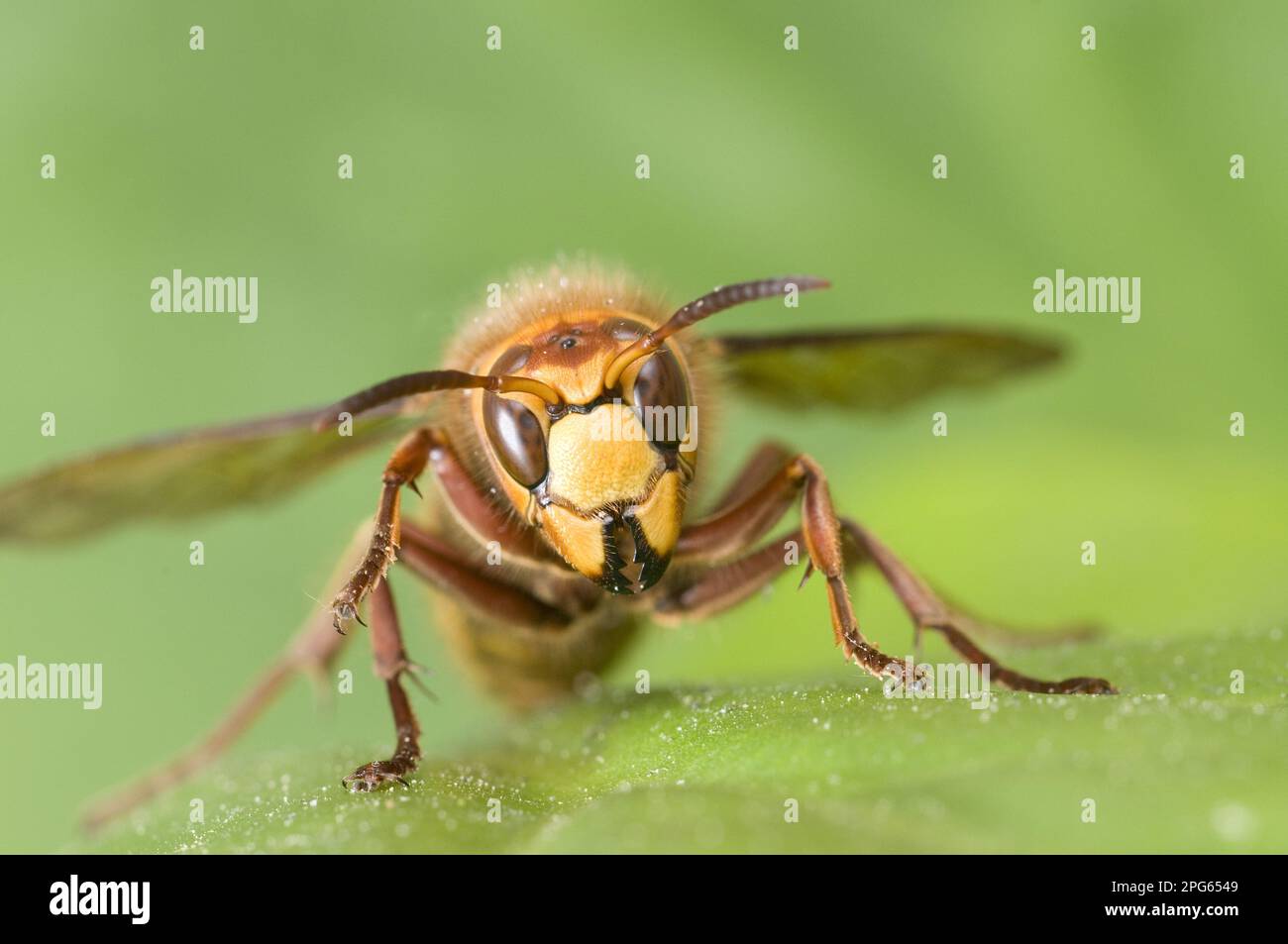 Hornet, european hornets (Vespa crabro), Other animals, Insects ...