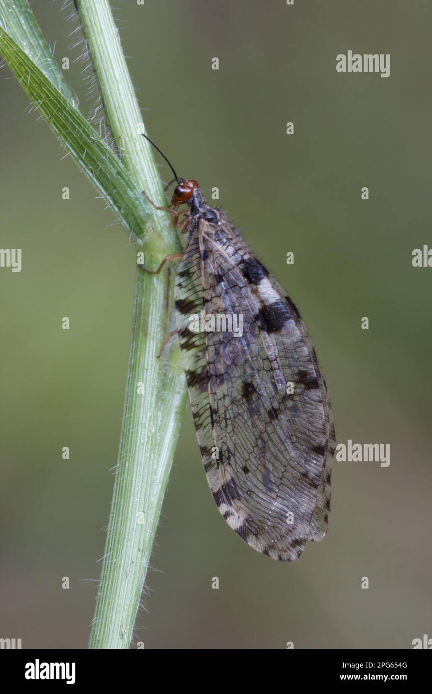 European bach detention (Osmylus fulvicephalus), European brookshank ...