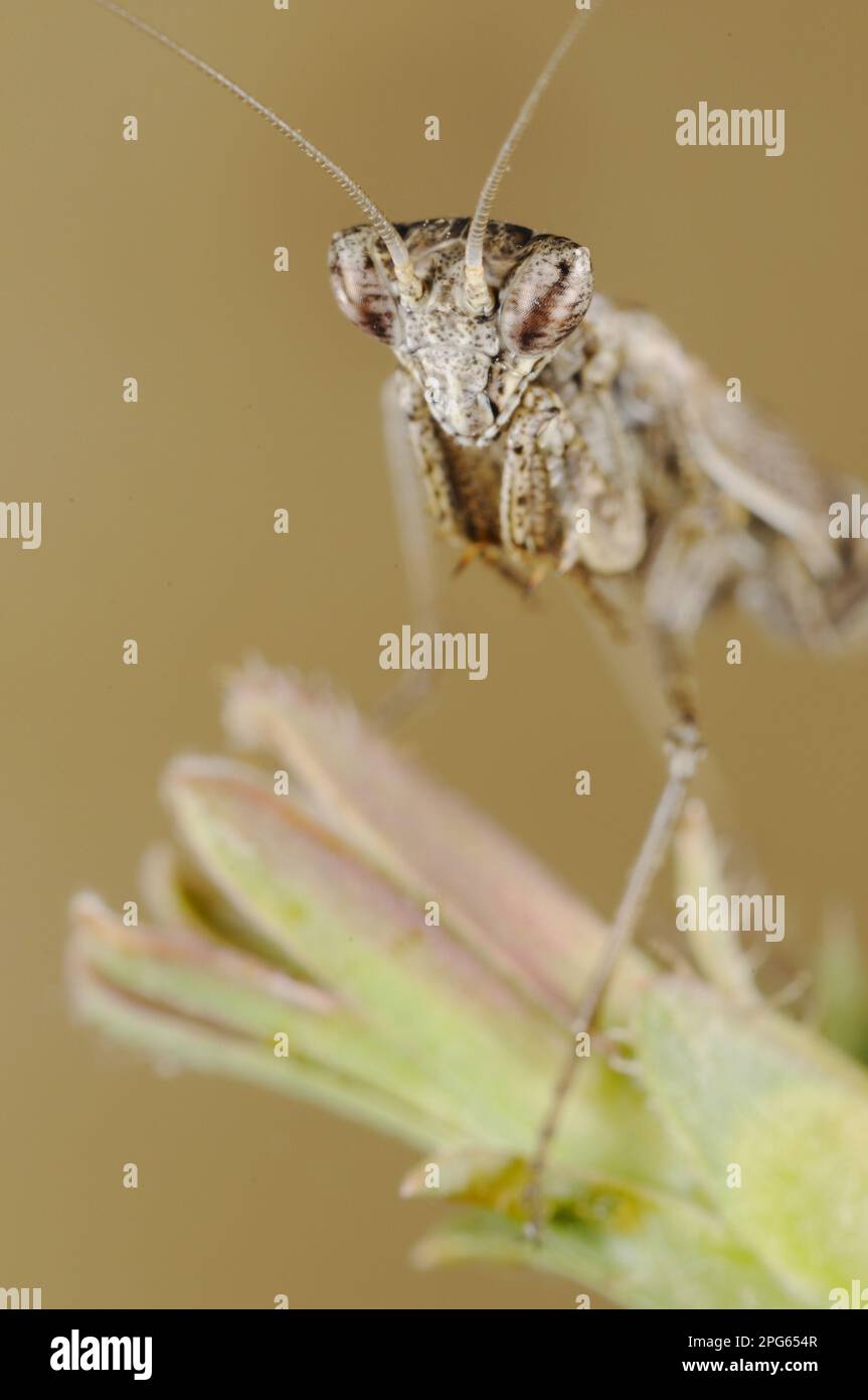 Grey mantis (Ameles decolor) (Mantidae), Grey mantis, Animals, Other ...