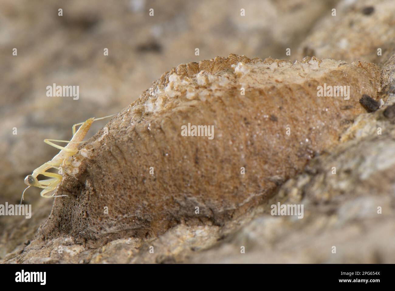 European Praying Mantis (Mantis religiosa) nymph, backlit on leaves ...