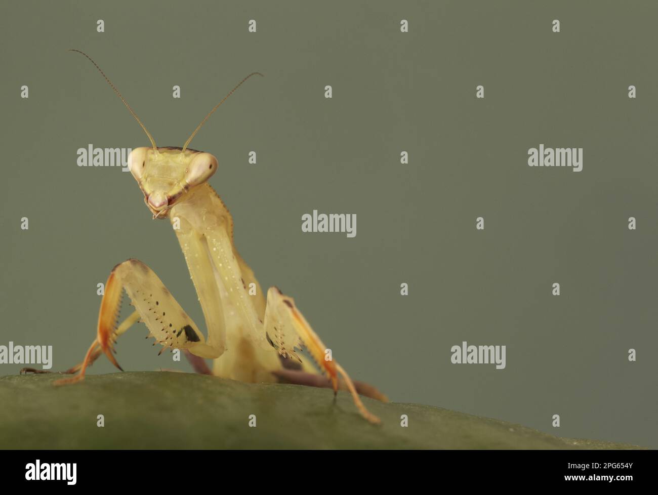 Animals, Other animals, Insects, mantis (Mantidae), Wide-armed Mantis ...