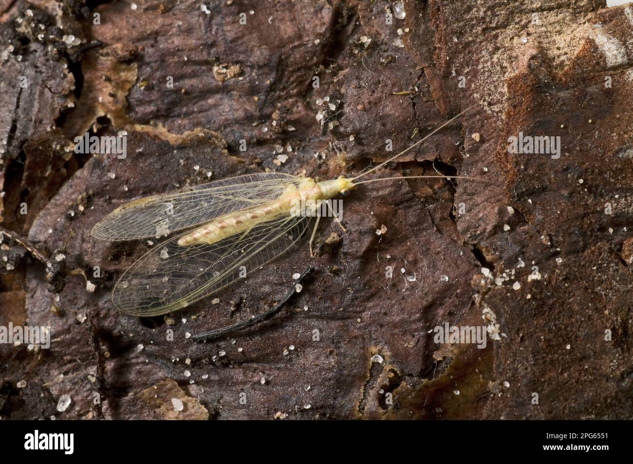 Chrysopa carnea, common green lacewings (Chrysopidae), Green Lacewings ...