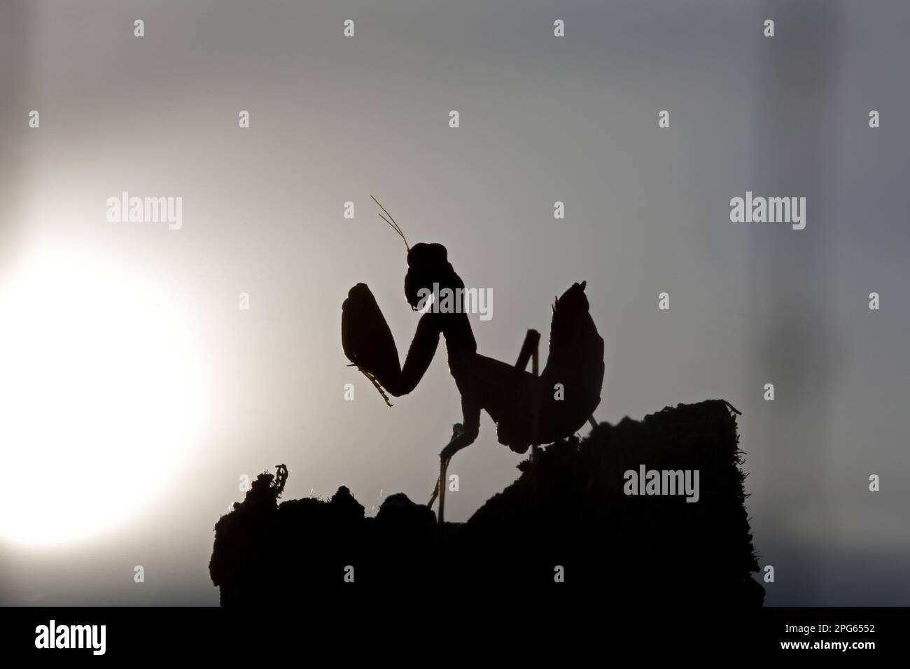 European Praying Mantis (Mantis religiosa) nymph, silhouetted against ...