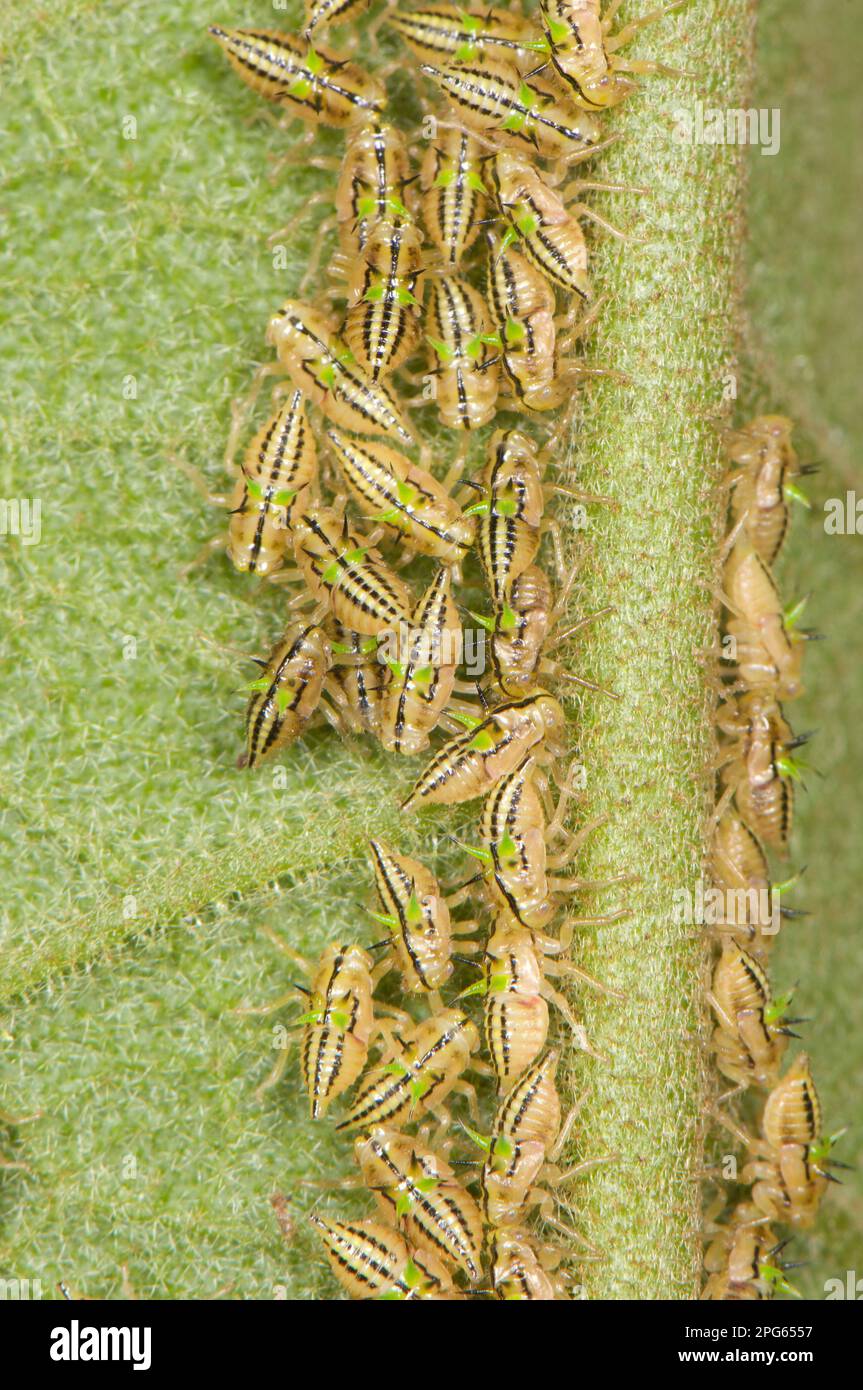 Treehopper (Membracidae sp.), young nymph, collapsed and feeding on ...