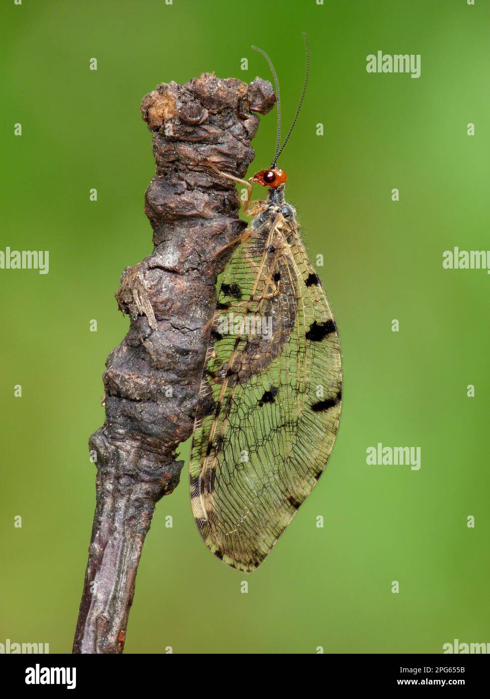 European bach detention (Osmylus fulvicephalus), European brookshank ...