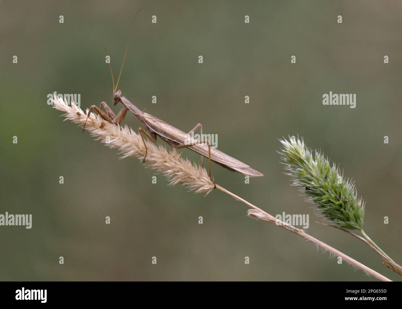 European Praying Mantis (Mantis religiosa) nymph, backlit on leaves ...