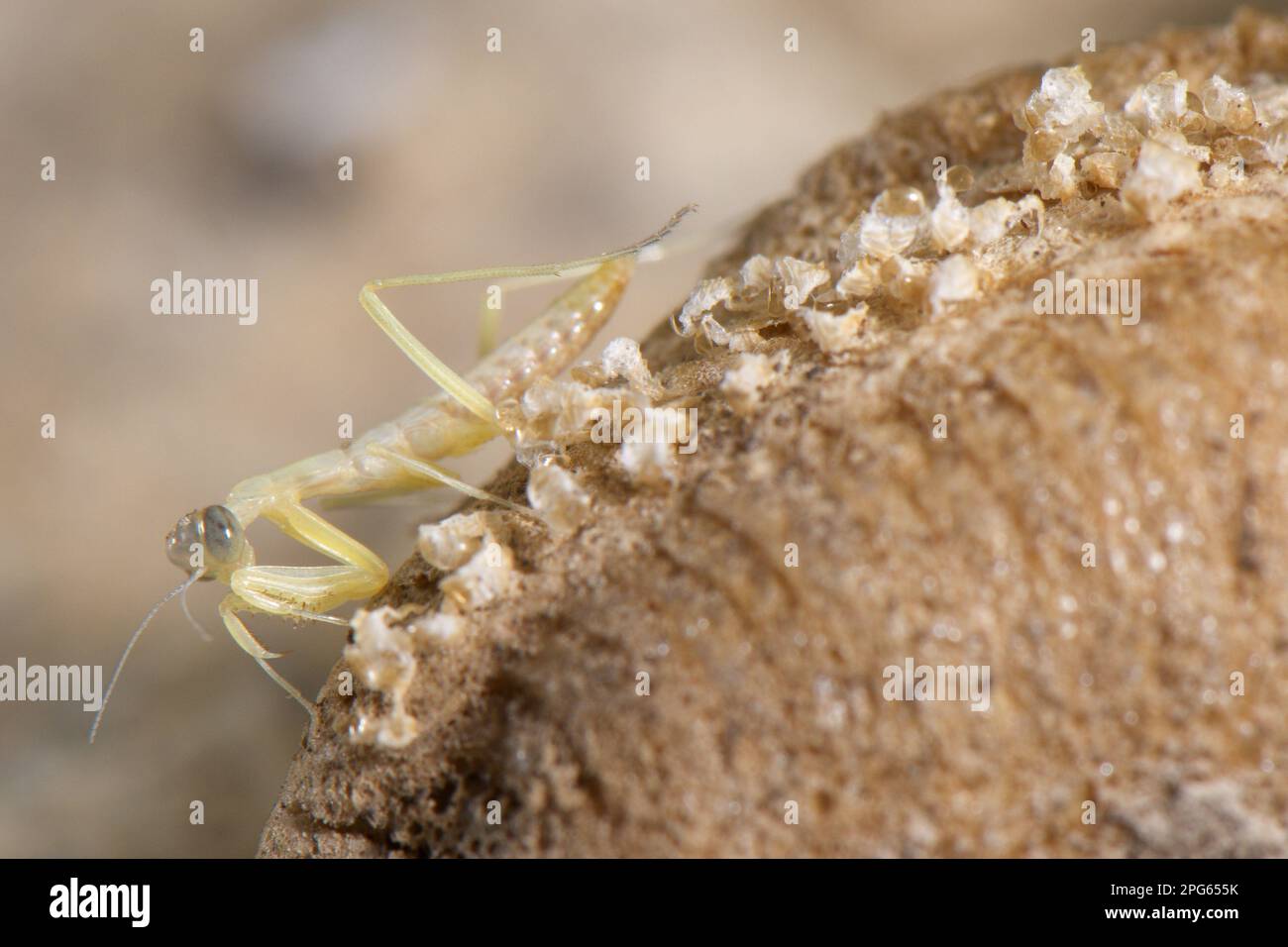 European Praying Mantis (Mantis religiosa) nymph, backlit on leaves ...