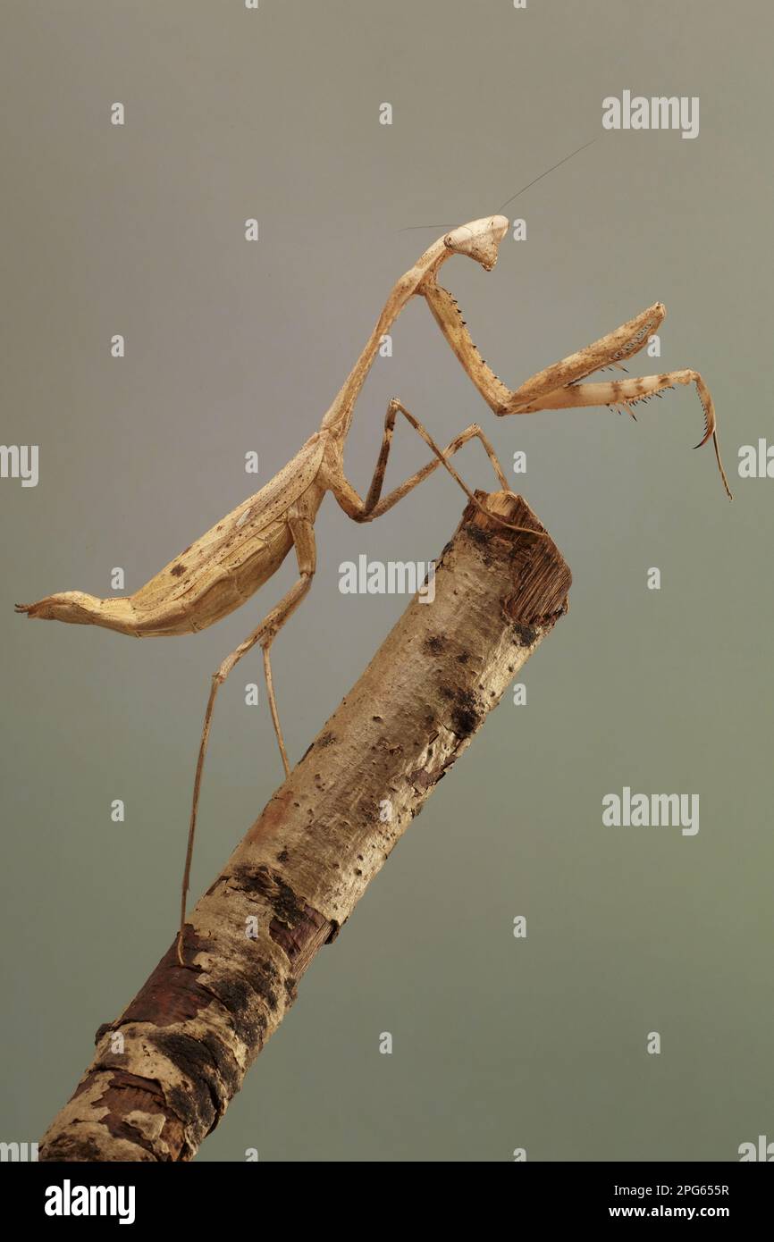 Animals, Other animals, Insects, mantis (Mantidae), Giant Asian Mantis ...