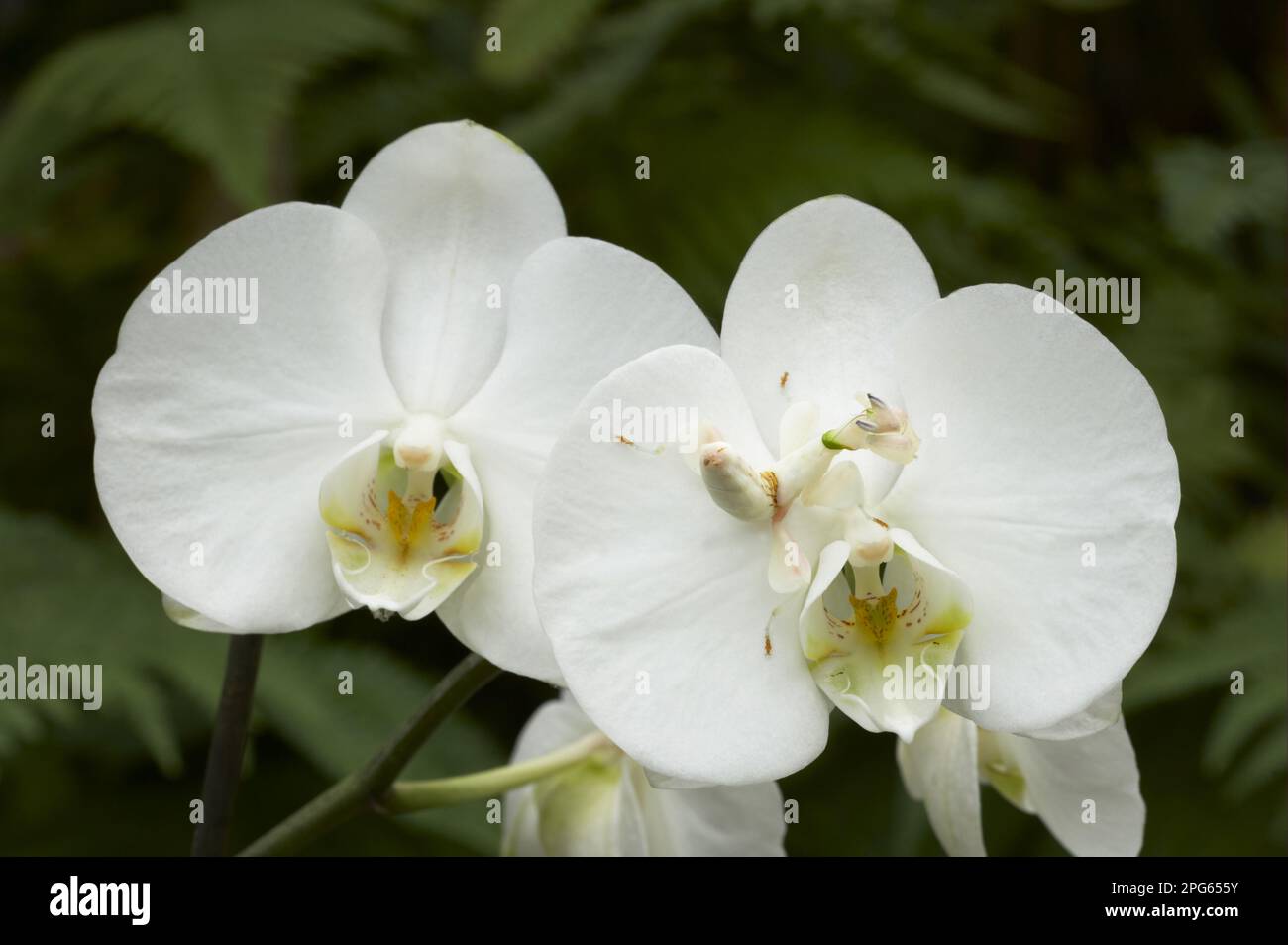 Walking flower mantises (Hymenopus coronatus), Animals, Other animals ...