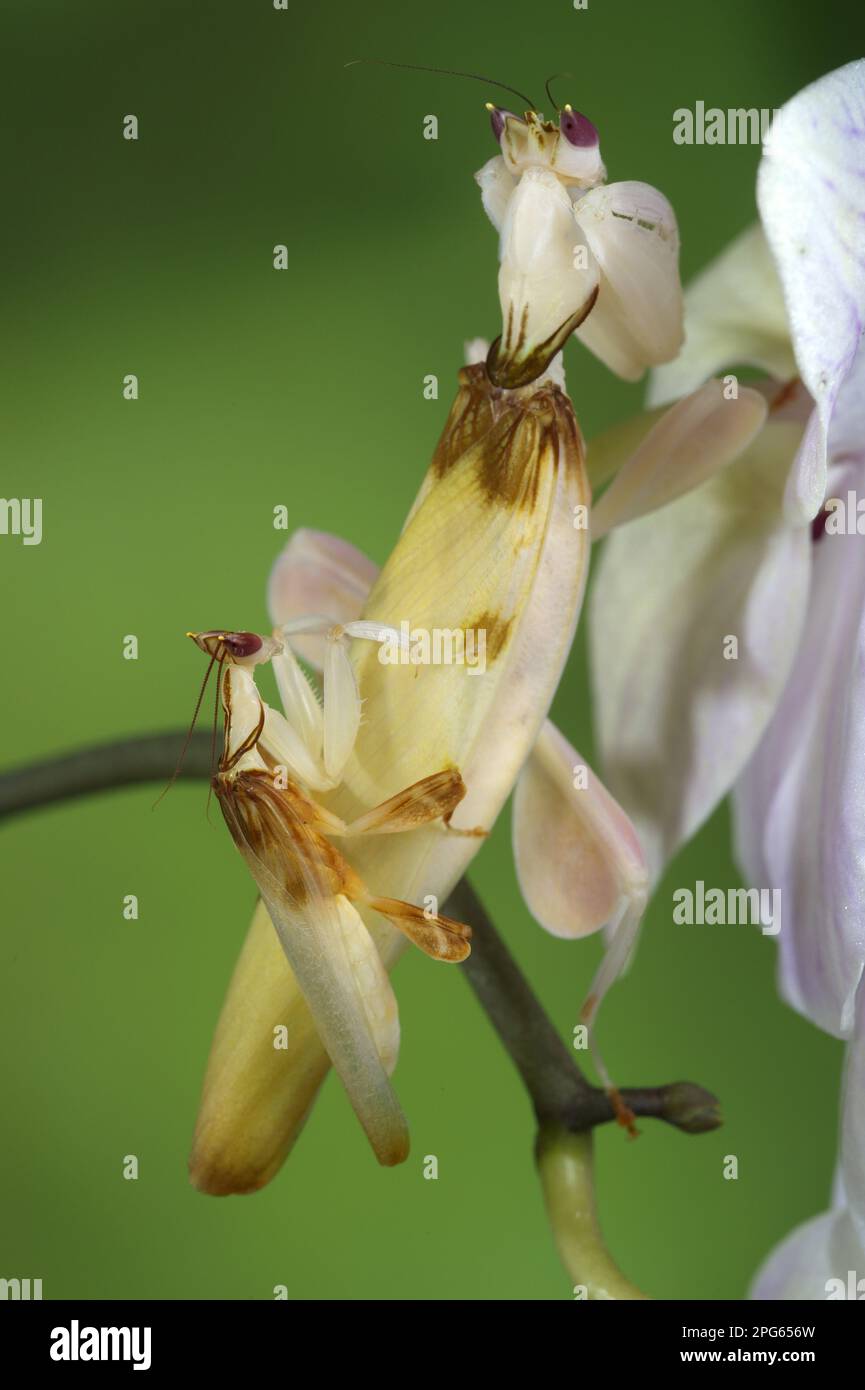 Walking flower mantises (Hymenopus coronatus), Animals, Other animals ...