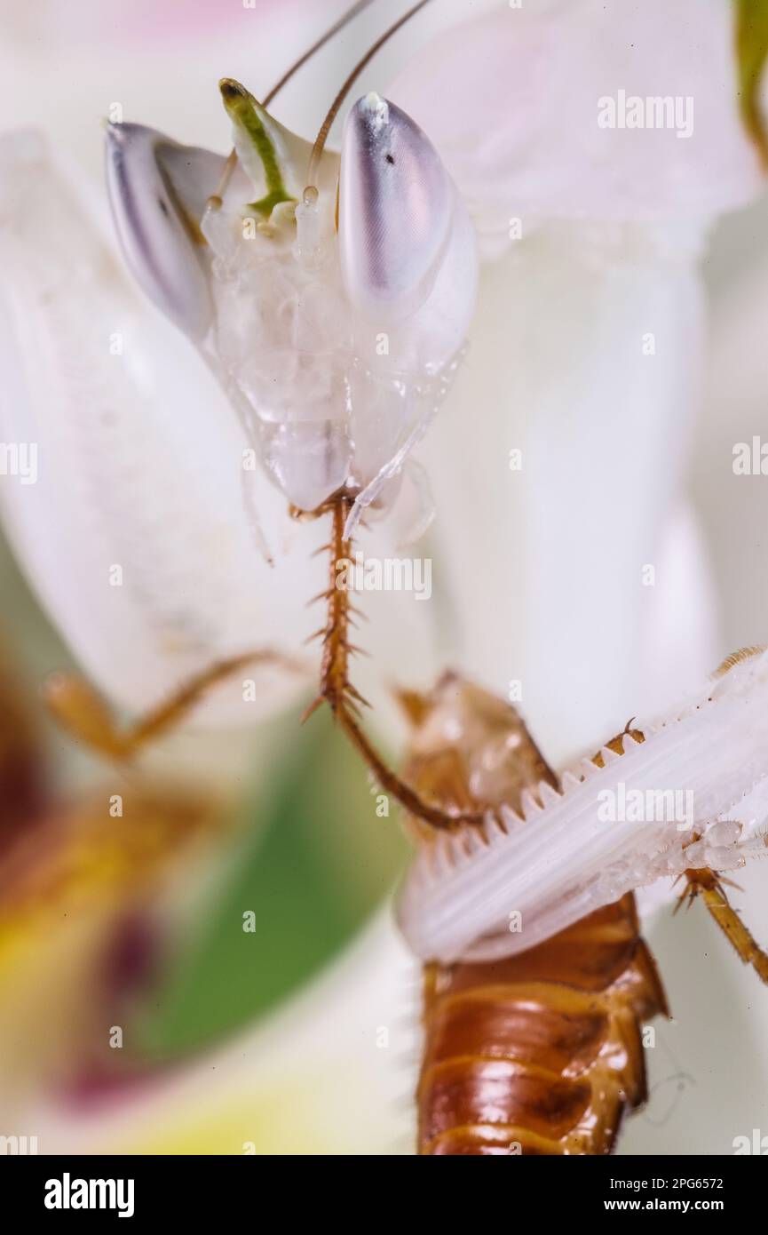 Walking flower mantises (Hymenopus coronatus), Animals, Other animals ...