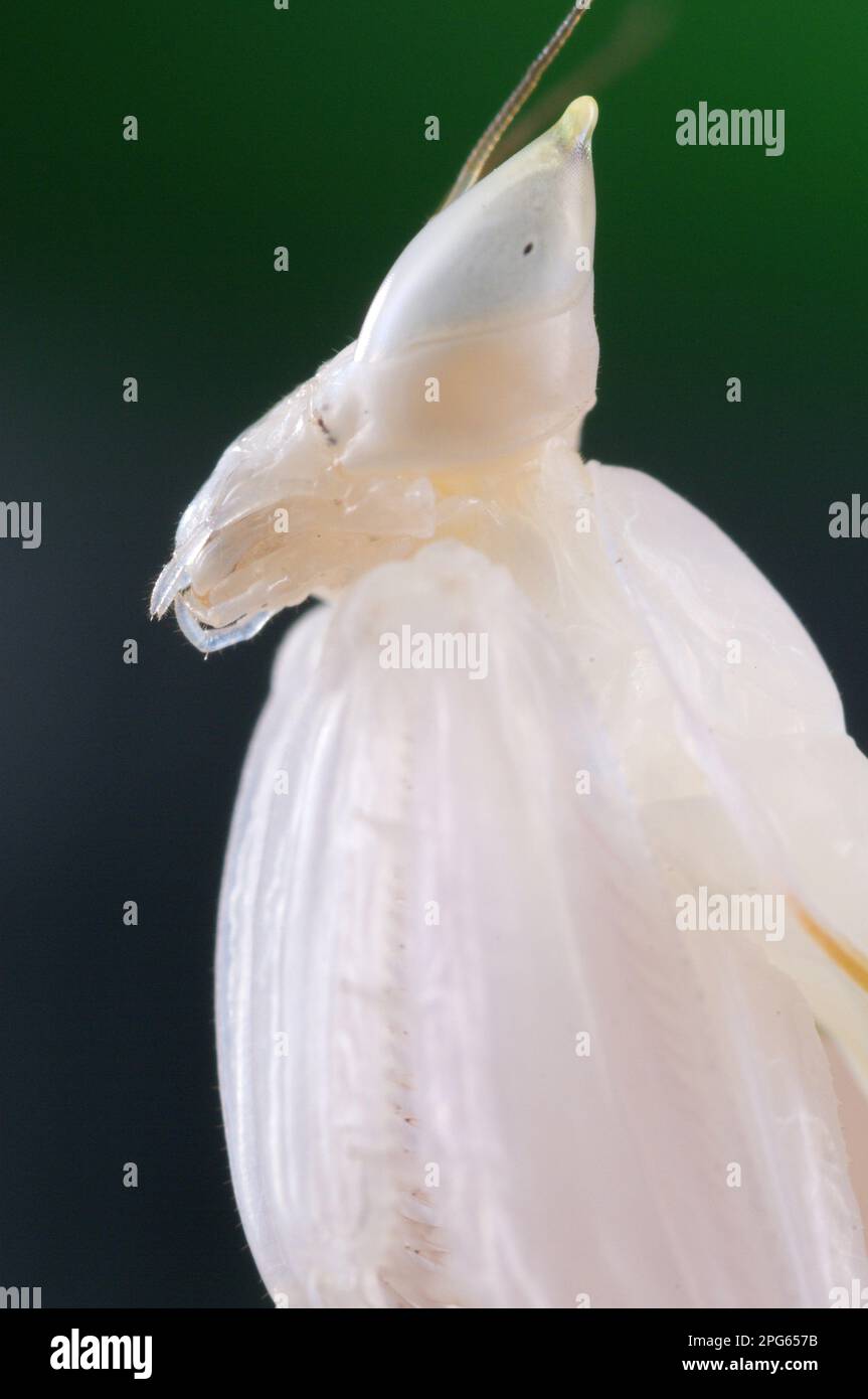 Walking flower mantises (Hymenopus coronatus), Animals, Other animals ...