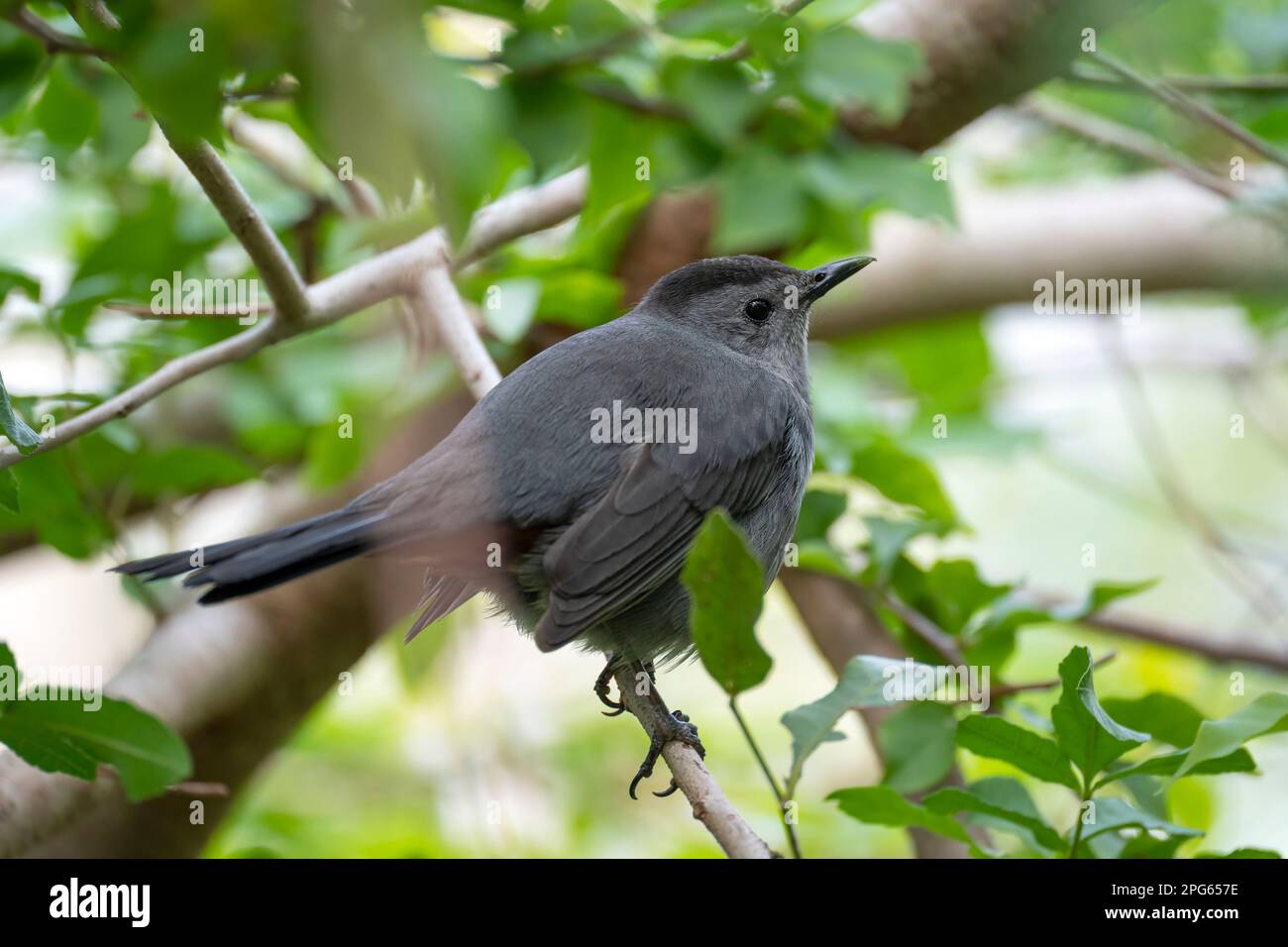 A Gray Catbird bird perched on a tree branch in summer Florida shrubs ...