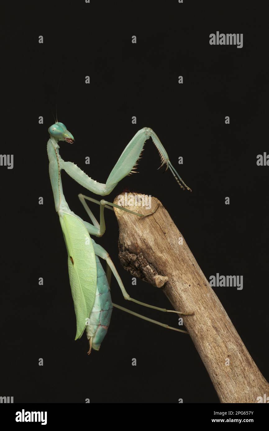 Giant giant asian mantis (Hierodula membranacea) (Mantidae), Giant ...