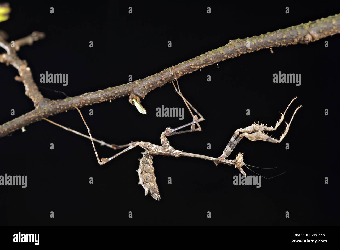 Stick insect (Sybilla pretiosa) young, on the underside of the branch ...