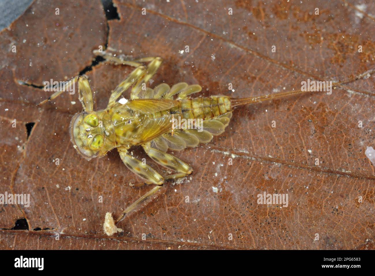 Mayfly (Ephemeroptera), Other animals, Insects, Animals, Mayfly ...