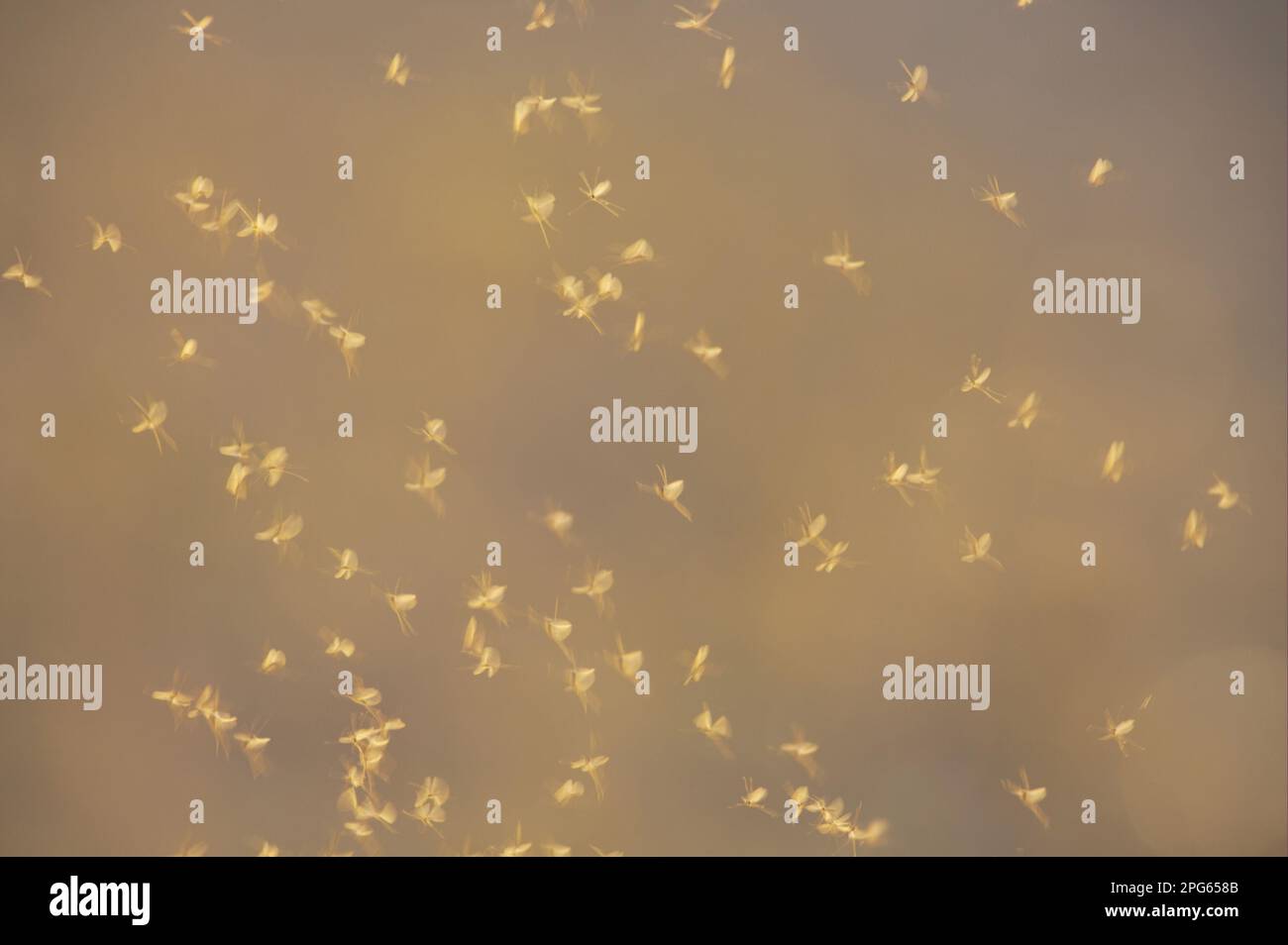 Mayfly (Ephemeroptera sp.) adults, group in flight, 'dancing' over ...