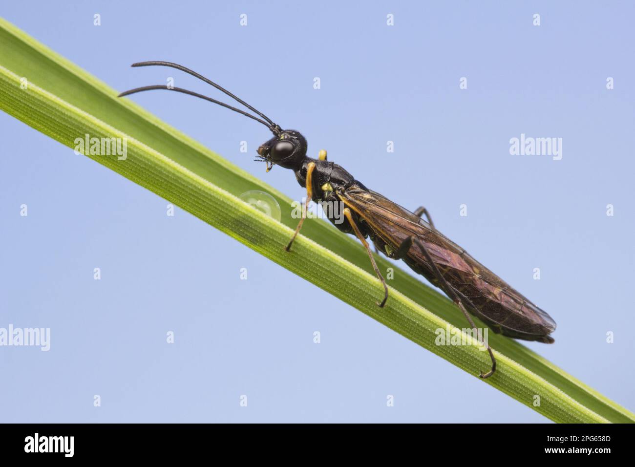 Stem Sawfly (Cephidae sp.) adult, resting on leaf with water droplet ...