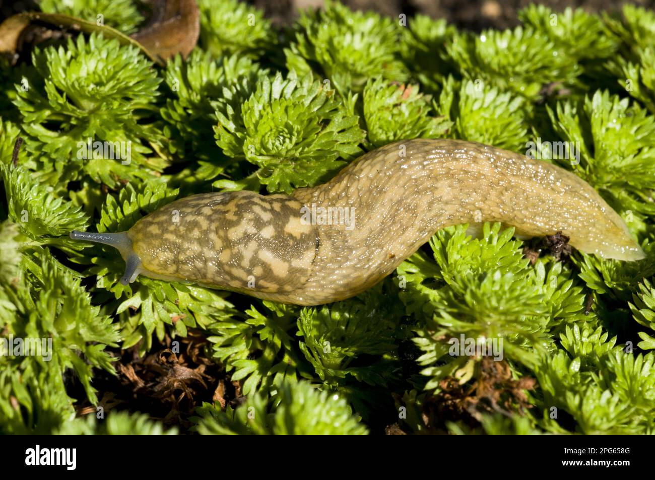 Yellow Slug (Limax flavus) adult, sliding over groundcover vegetation ...
