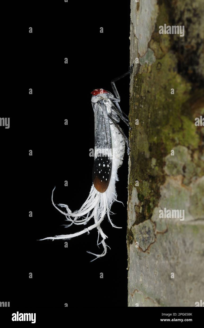 Trachichthyiformes hi-res stock photography and images - Alamy