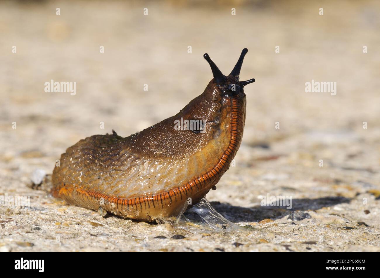 Lifting head hi-res stock photography and images - Alamy
