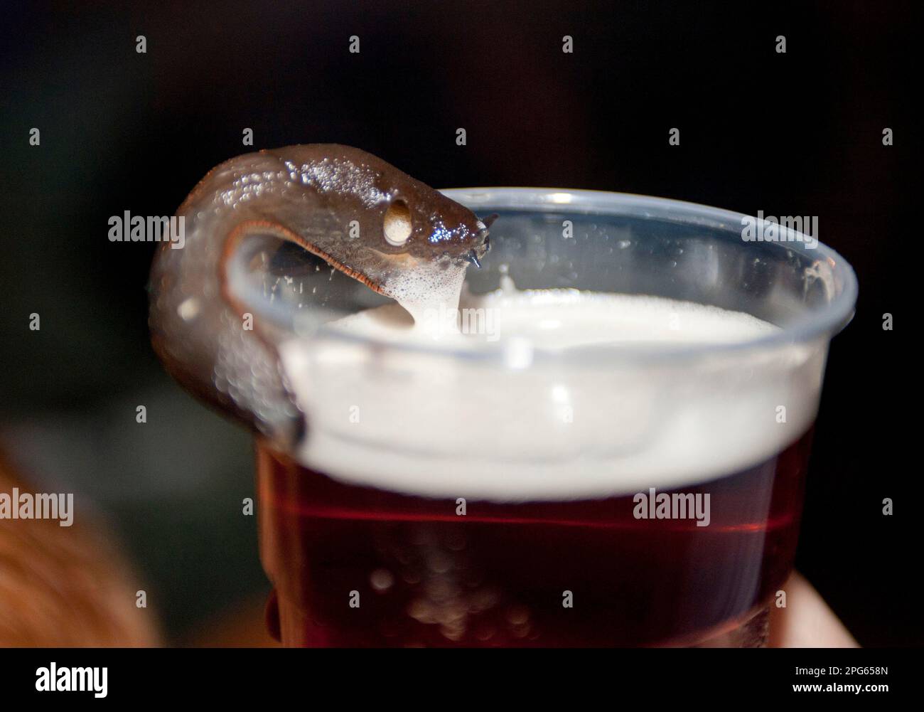 Great Black Slug (Arion ater) brown form, adult, drinking beer from ...