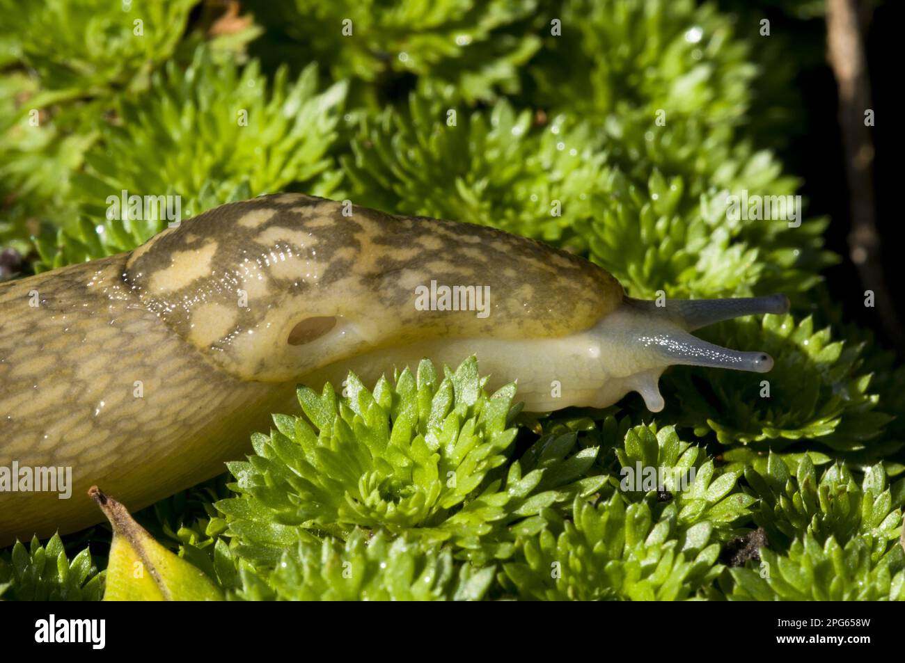 Yellow Slug (Limax flavus) adult, close-up of head and mantle, sliding ...