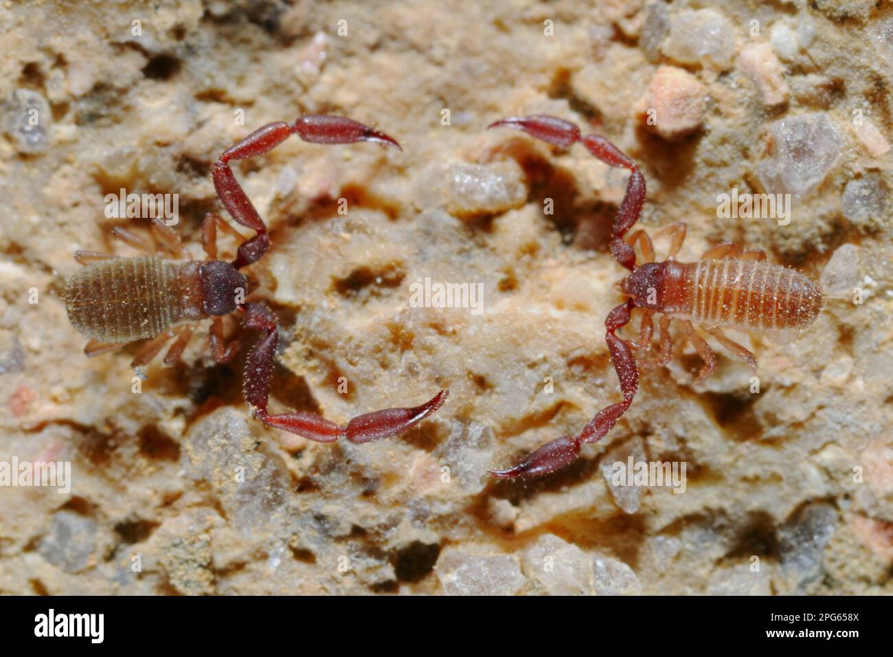 Pseudoscorpion (Withius sp.) two adults, facing each other, Socotra ...