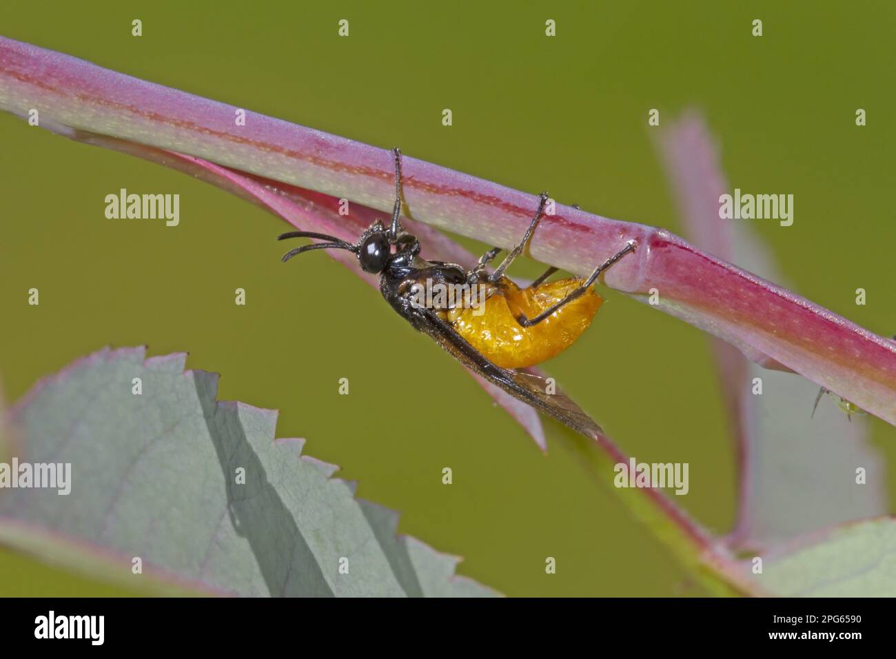 Blue-black Rose Brush Horn Wasp, Blue-black Rose Brush Horn Wasps ...