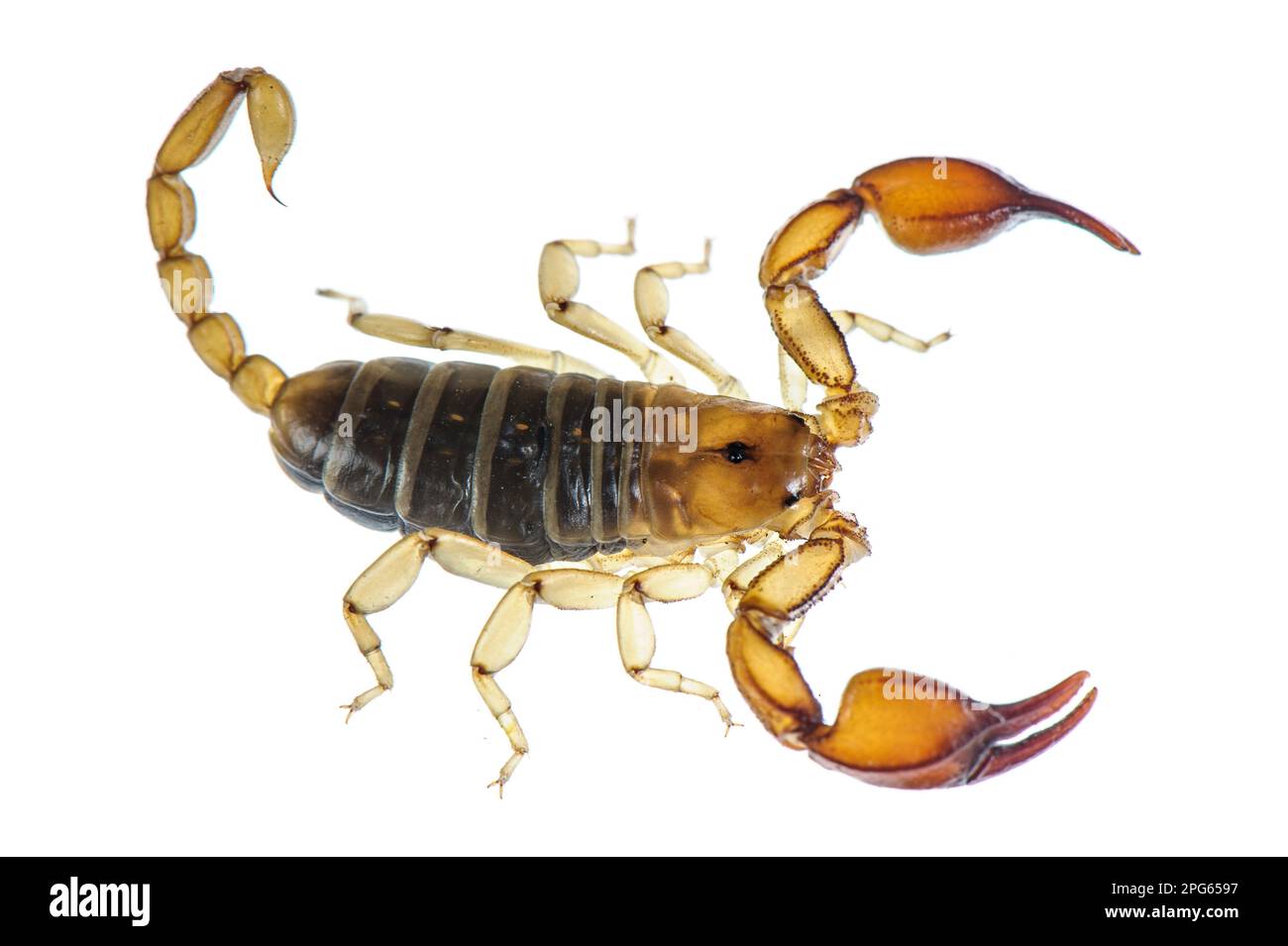 Other animals, Spiders, Arachnids, Animals, Scorpions, Small Wood ...