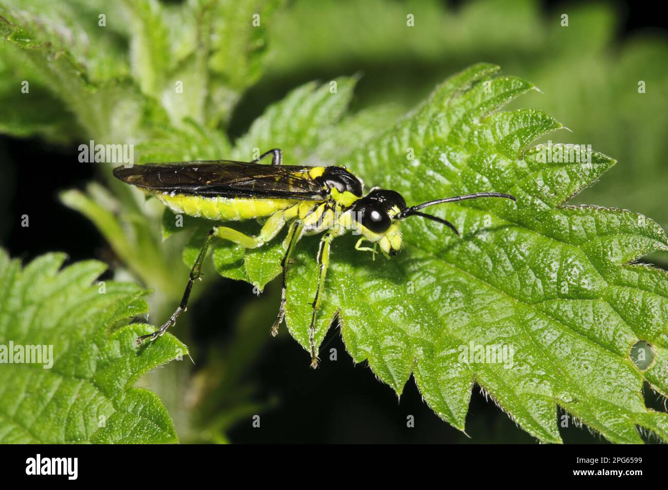 Sawfly (Rhogogaster picta) adult, resting on the leaf of stinging ...