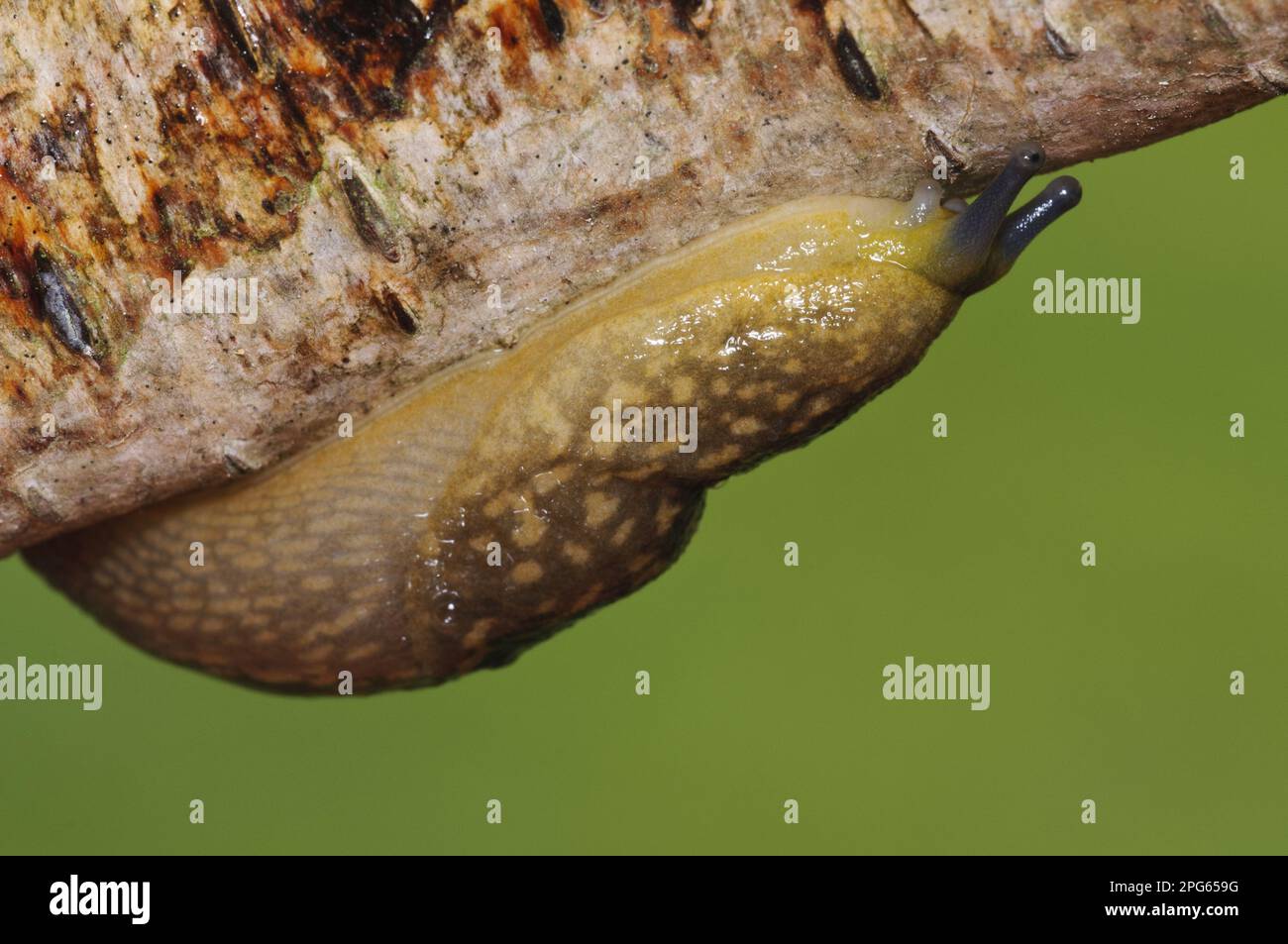 Yellow Slug (Limax flavus) adult, crawling on birch branch during ...