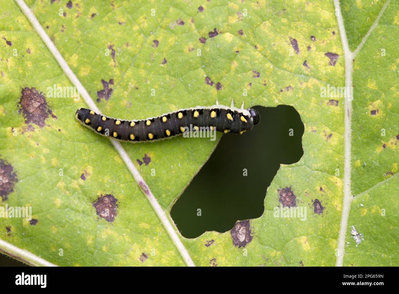 Larva of the sawfly wasp (Tenthredo mandibularis) feeding on burdock ...
