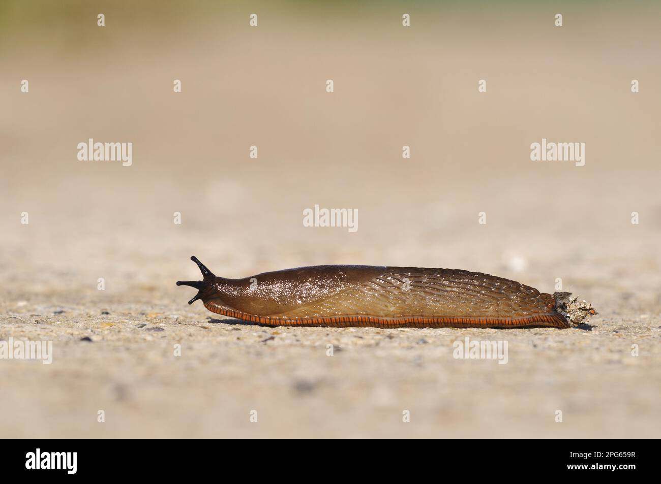 Red Slug (Arion rufus) adult, crossing concrete roadway, Crossness ...