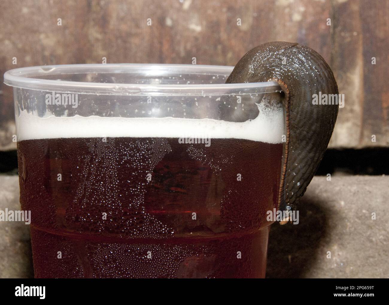 Great Black Slug (Arion ater) brown form, adult, drinking beer from ...