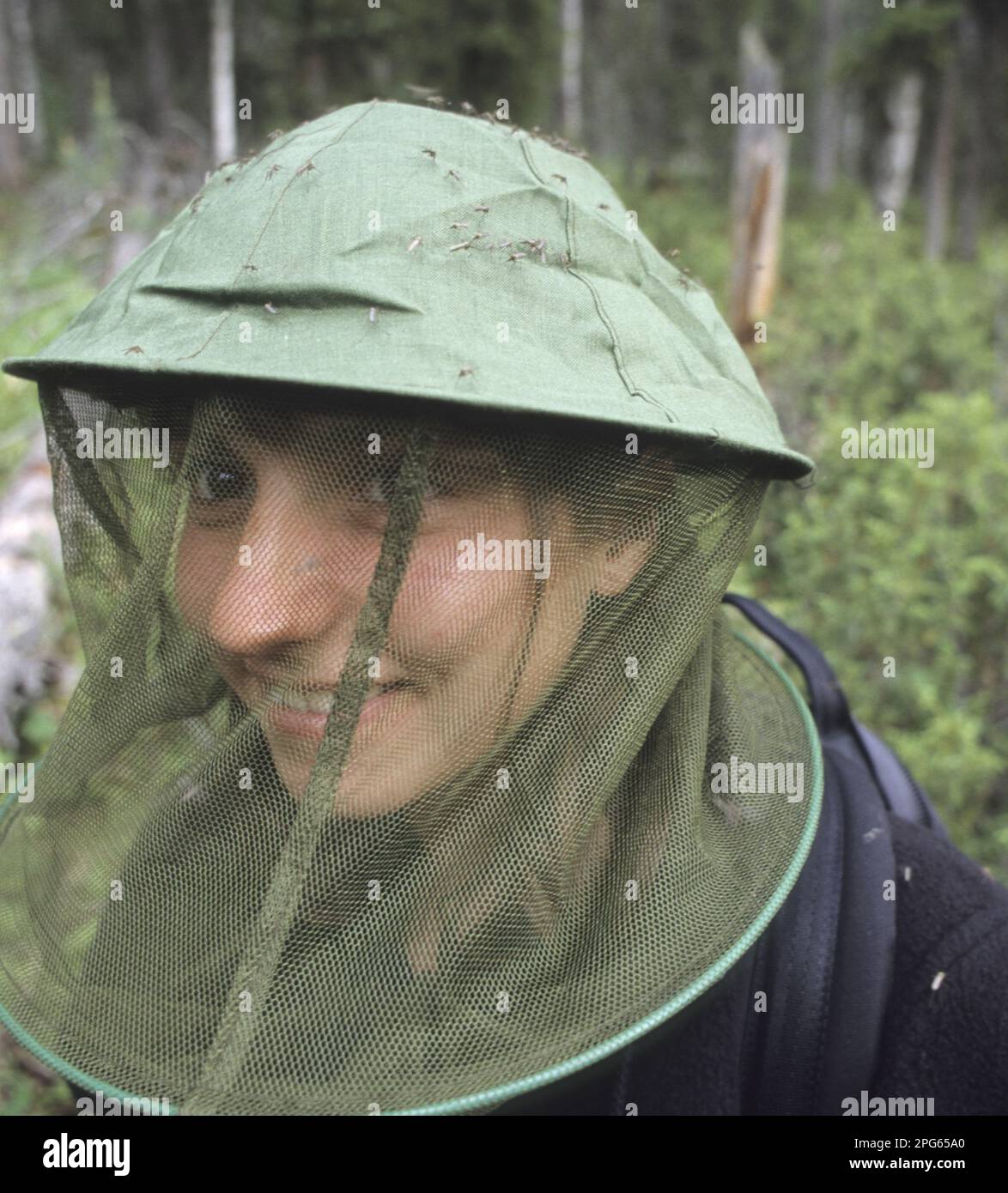 Swarm of mosquitoes (Culicidae sp.), carried on mosquito hat by woman ...