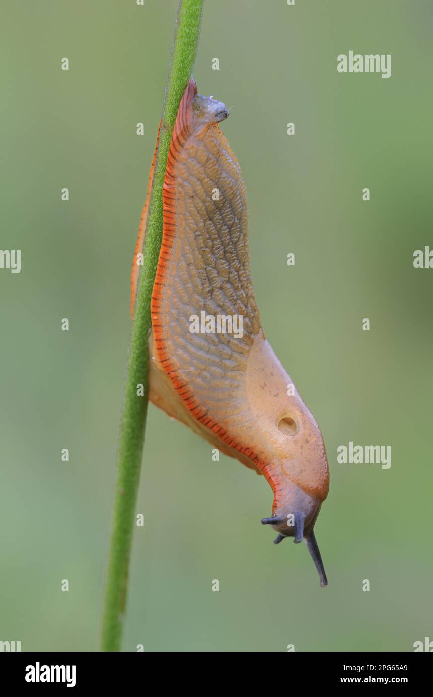 Slug on stem hi-res stock photography and images - Alamy