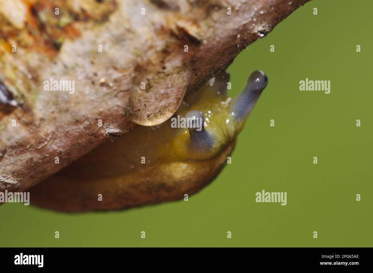 Yellow Slug (Limax flavus) adult, crawling on birch branch during ...