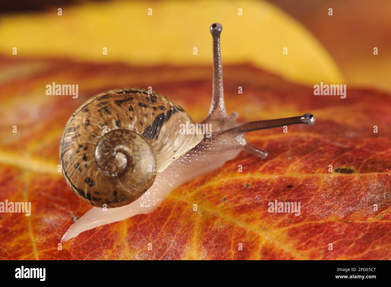 Garden Snail (Helix aspersa) baby, on autumn leaf in garden, Belvedere ...