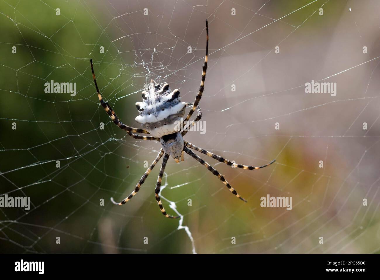 Other animals, Spiders, Arachnids, Animals, Wheel web spiders, Lobed ...